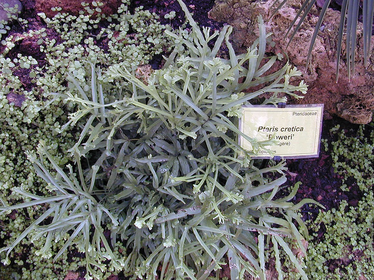 Ptéris de Crète - Définition et Explications