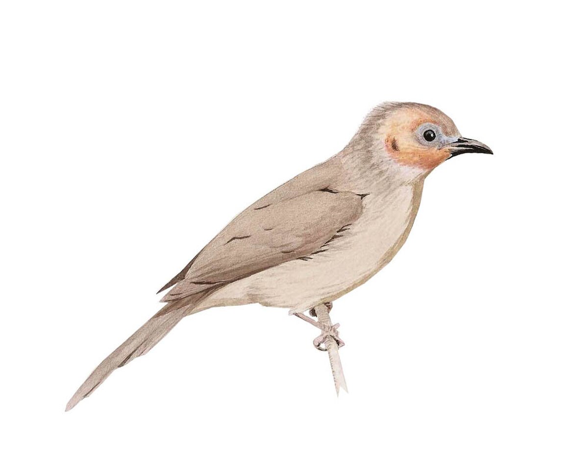 Bulbul hualon - Définition et Explications