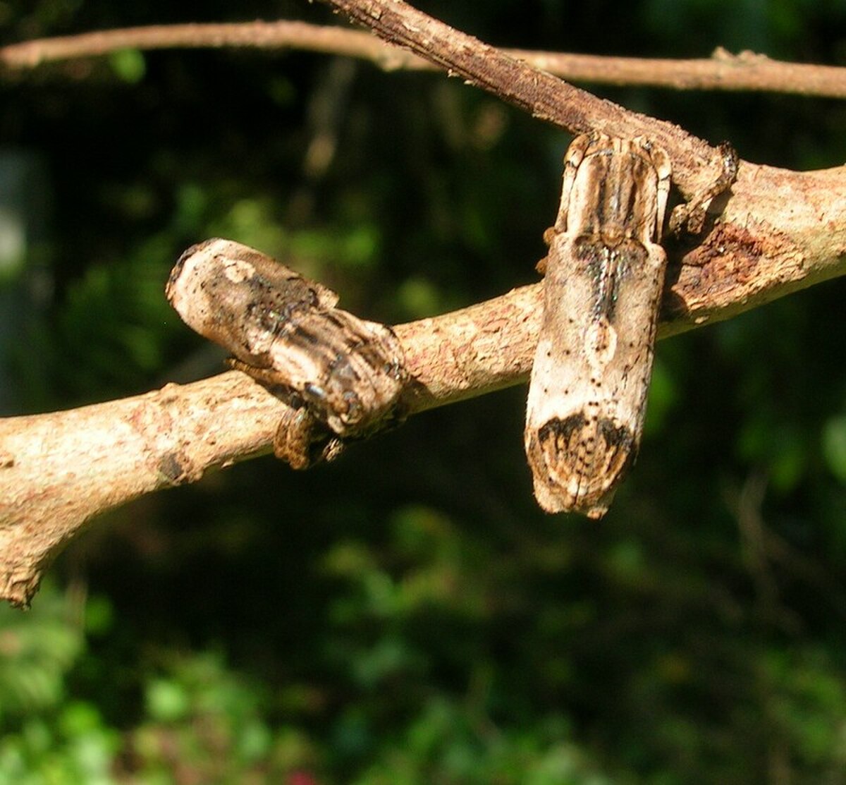 Pteropliini - Définition et Explications