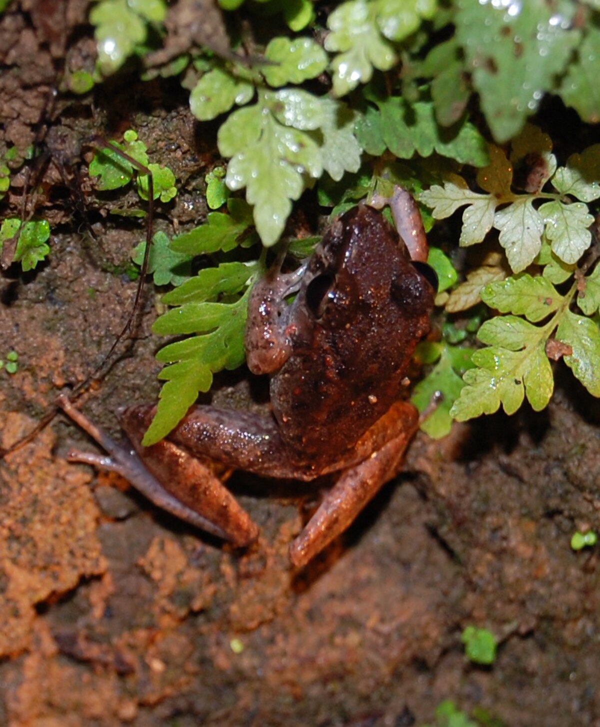 Craugastor crassidigitus - Définition et Explications