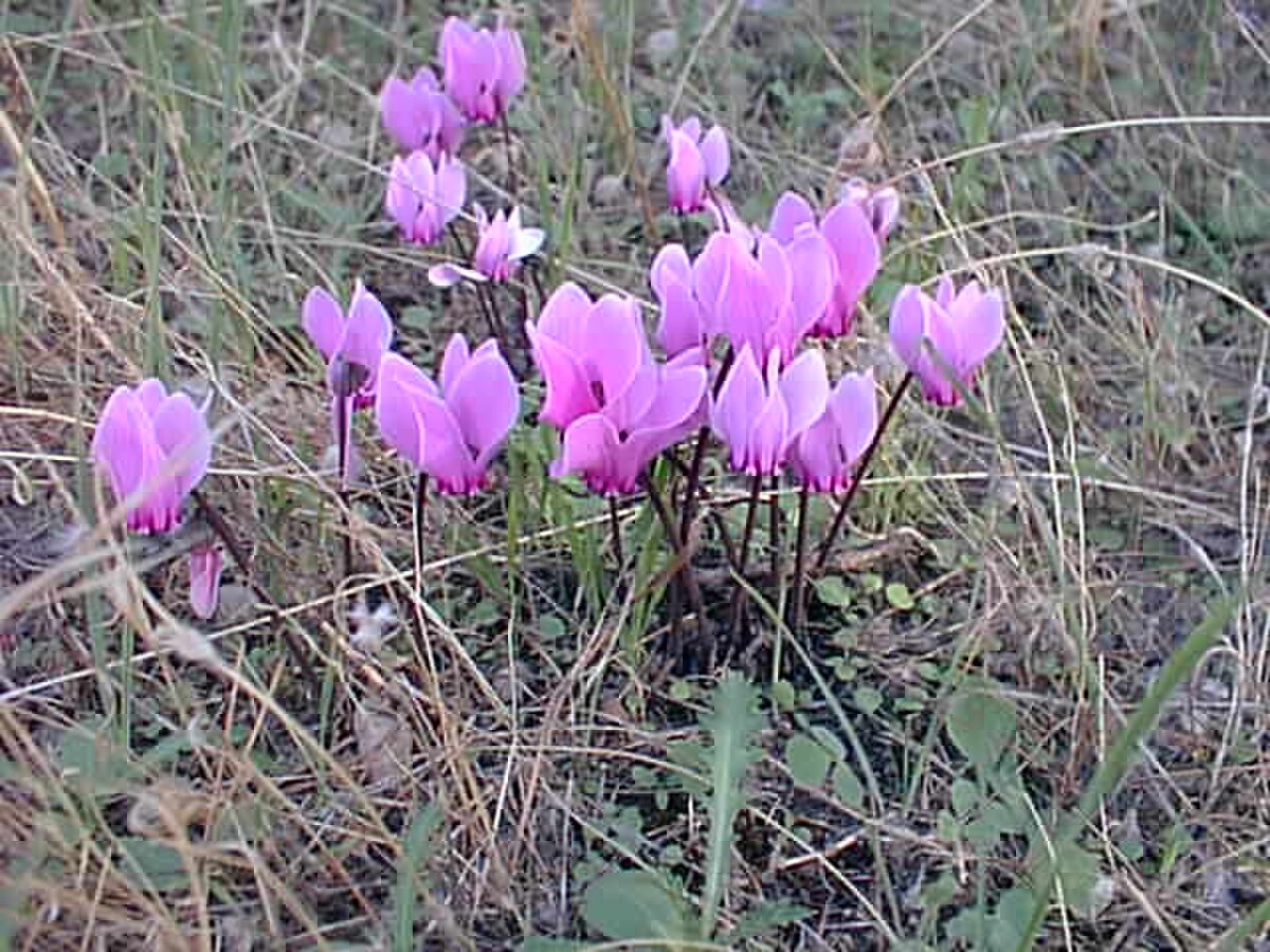 Cyclamen graecum - Définition et Explications