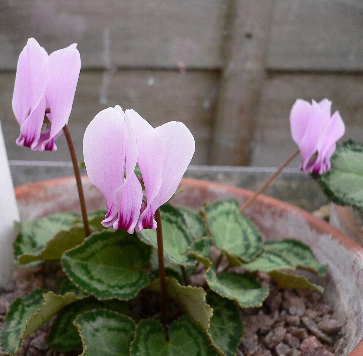 Cyclamen graecum - Définition et Explications