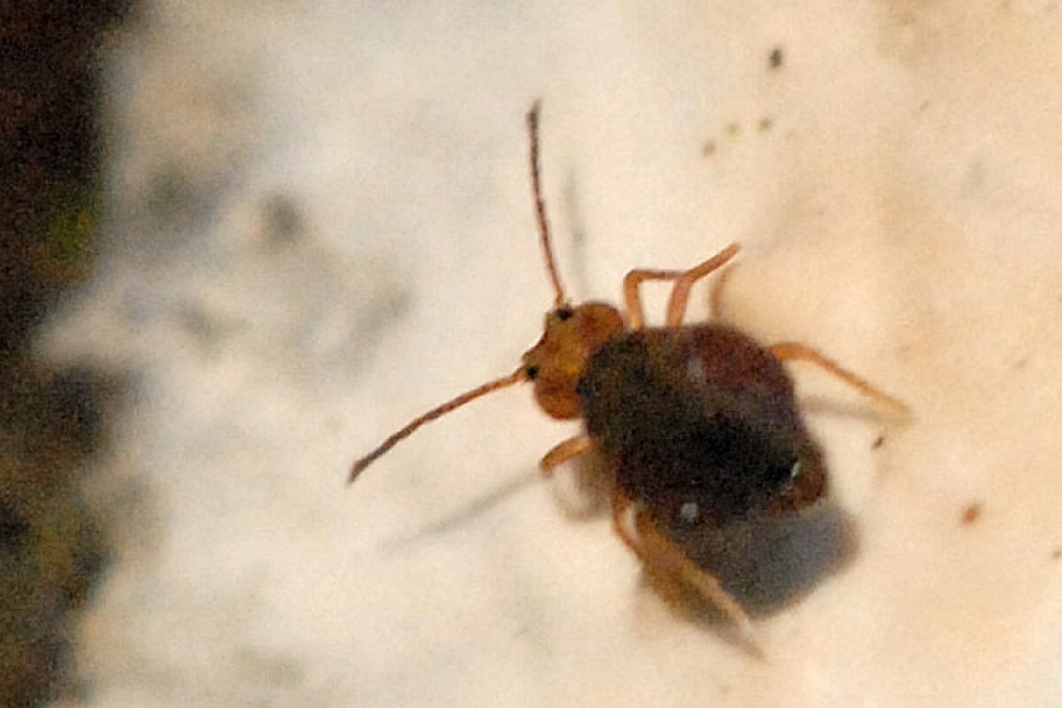 Dicyrtomidae - Définition et Explications