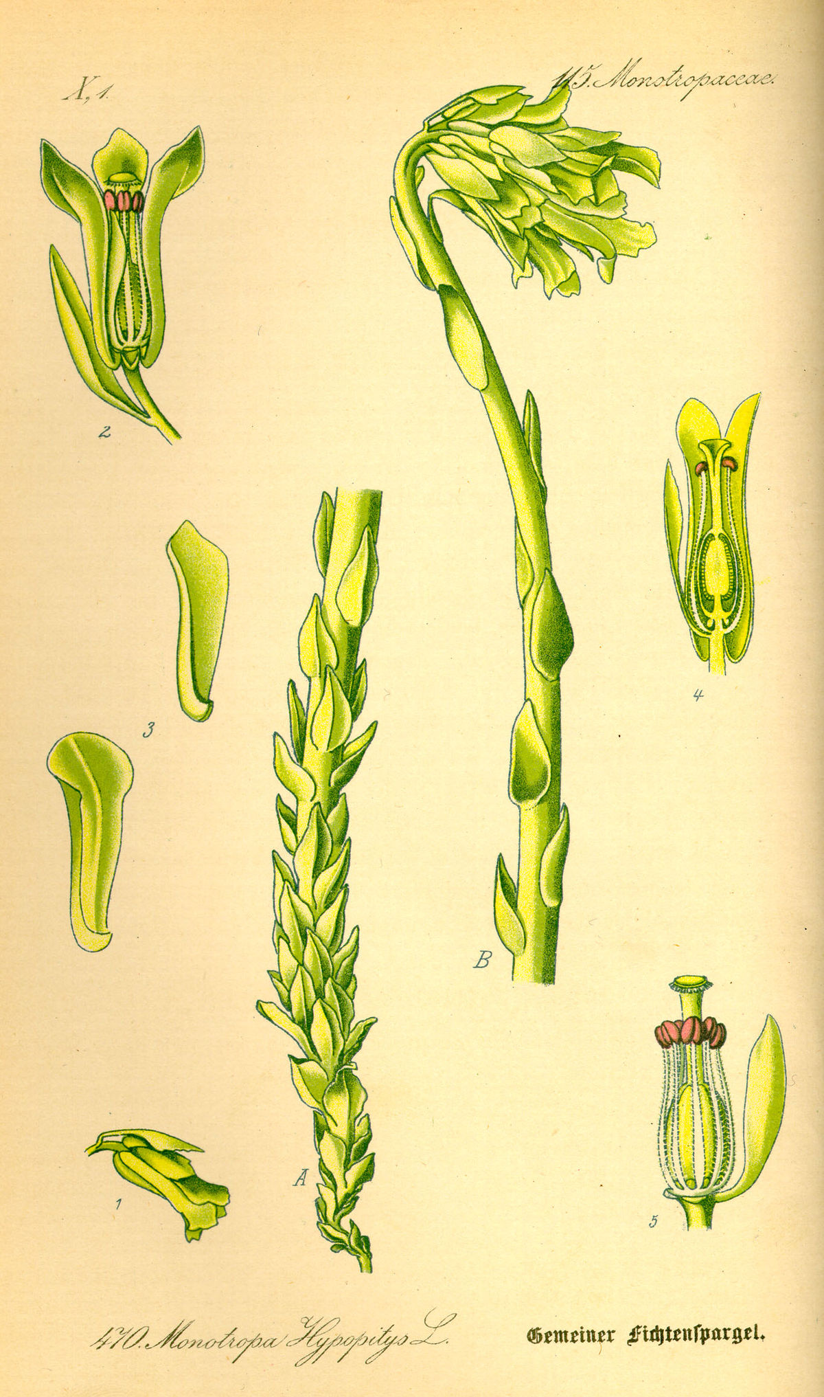 Monotrope sucepin - Définition et Explications
