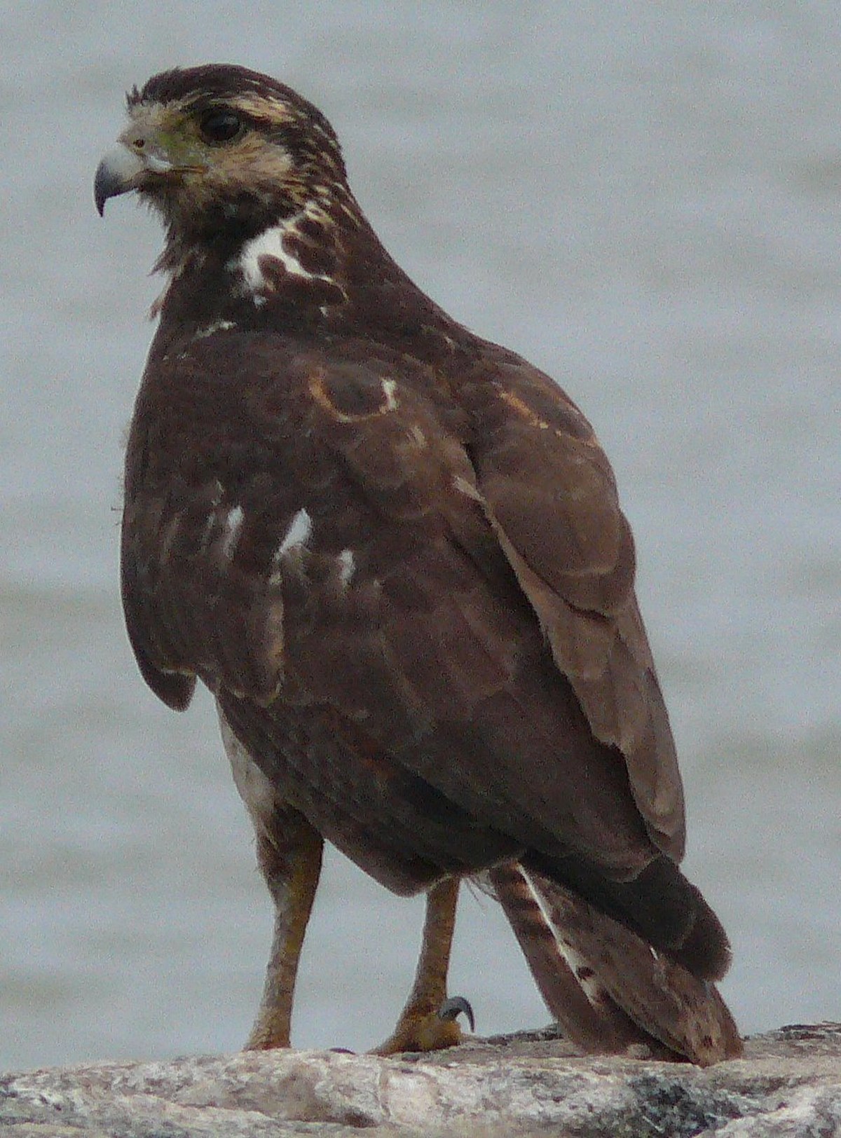 Busard de Buffon : définition et explications