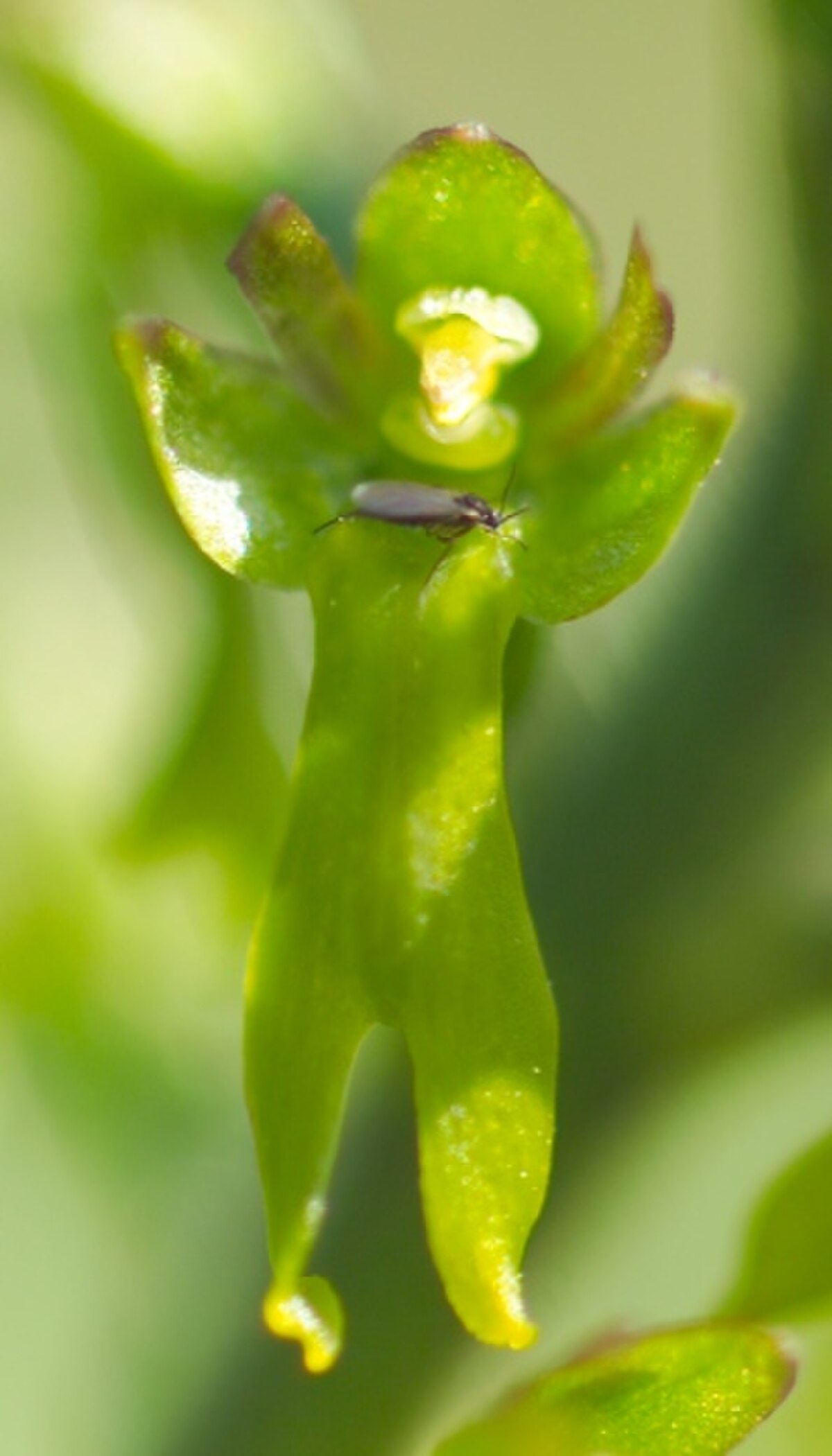 Listera - Définition et Explications