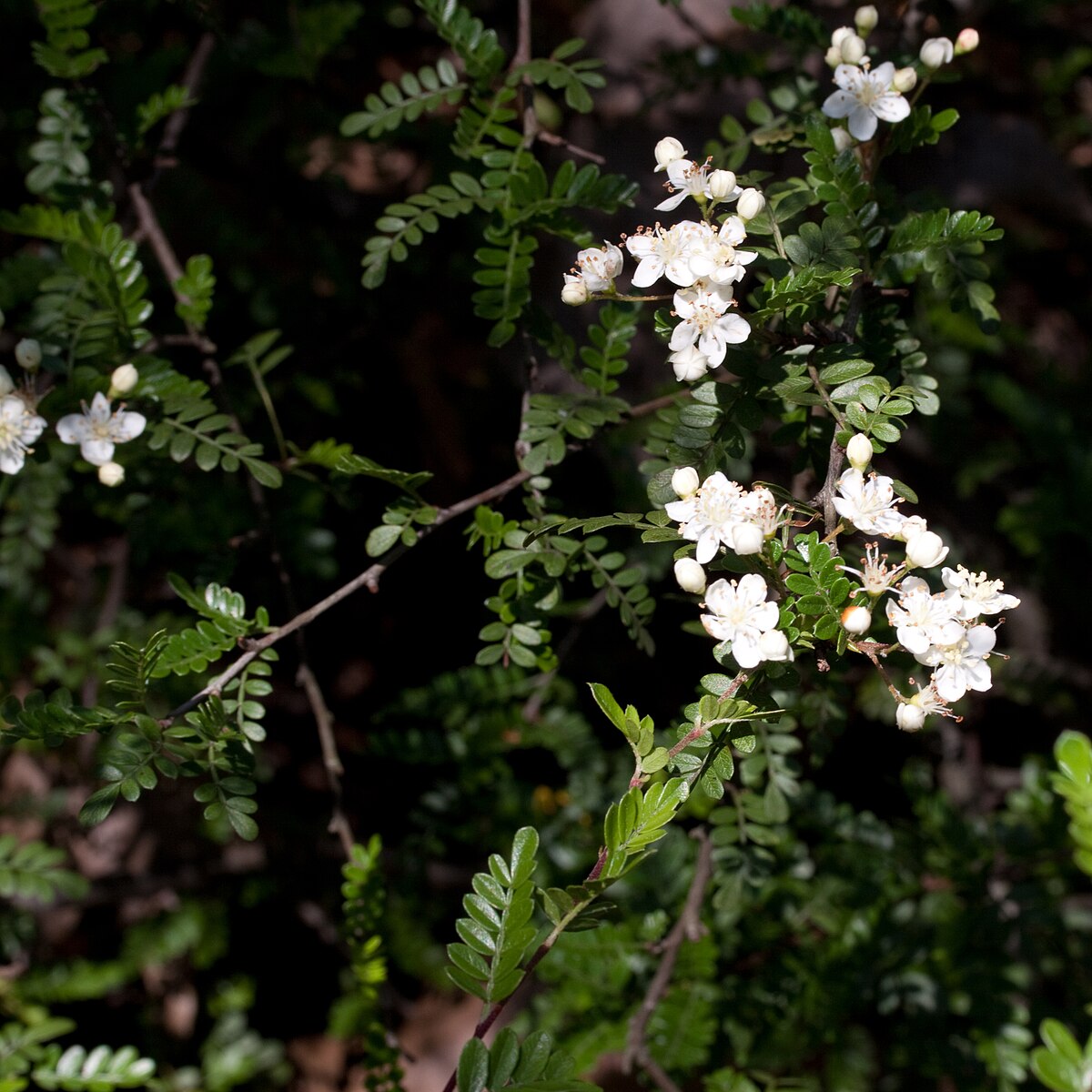 Osteomeles schwerinae - Définition et Explications
