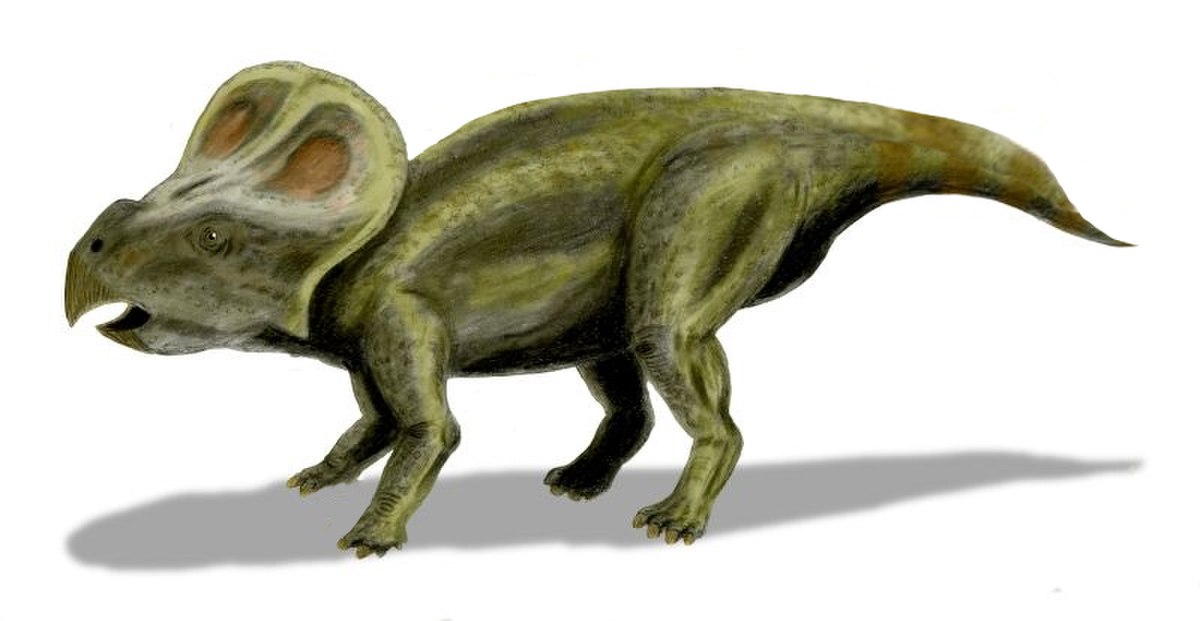 Protoceratops - Définition et Explications