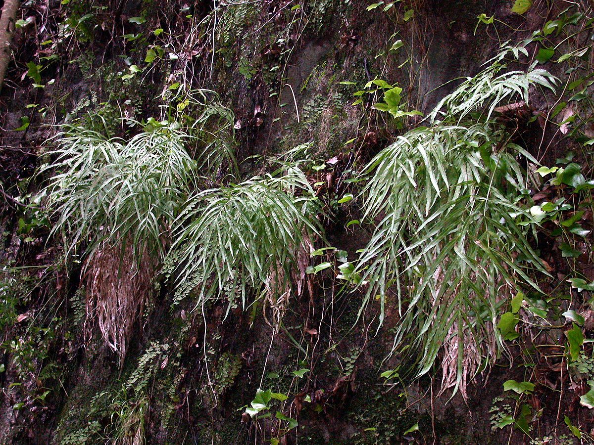 Ptéris de Crète - Définition et Explications