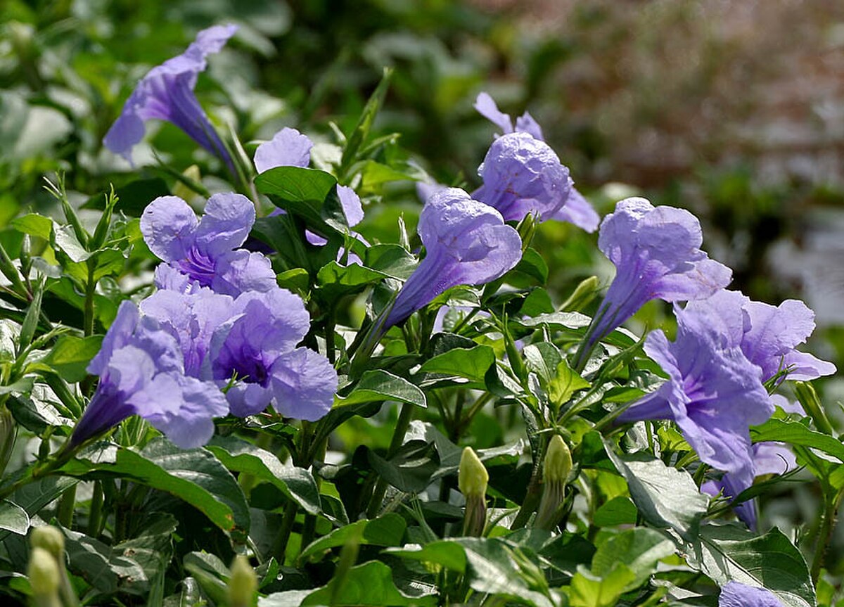 Ruellia tuberosa - Définition et Explications