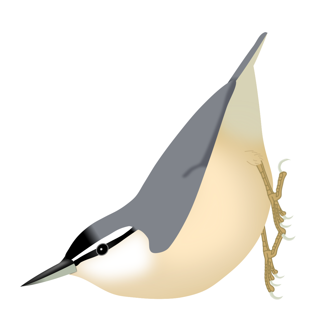 Sittelle kabyle - Définition et Explications