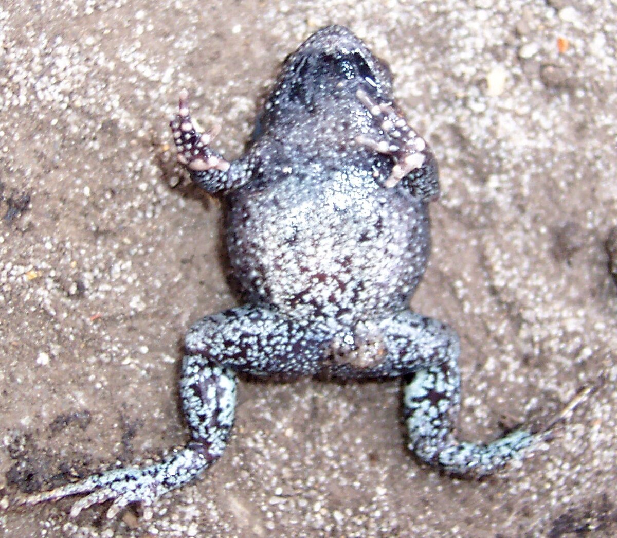 Uperoleia fusca - Définition et Explications