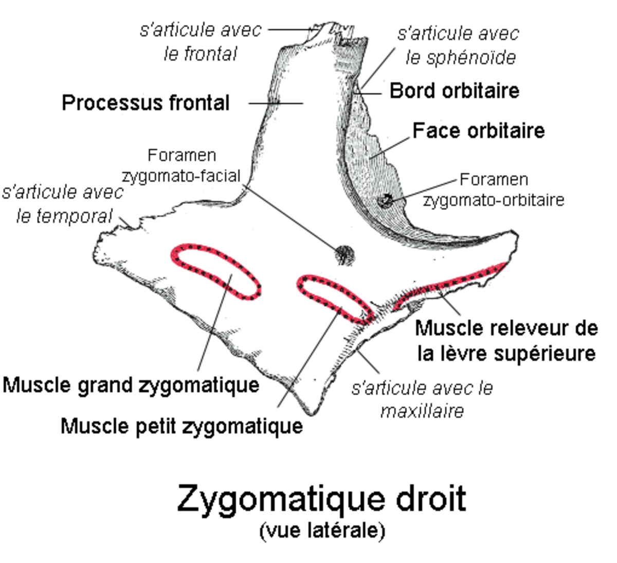 Os zygomatique - Définition et Explications