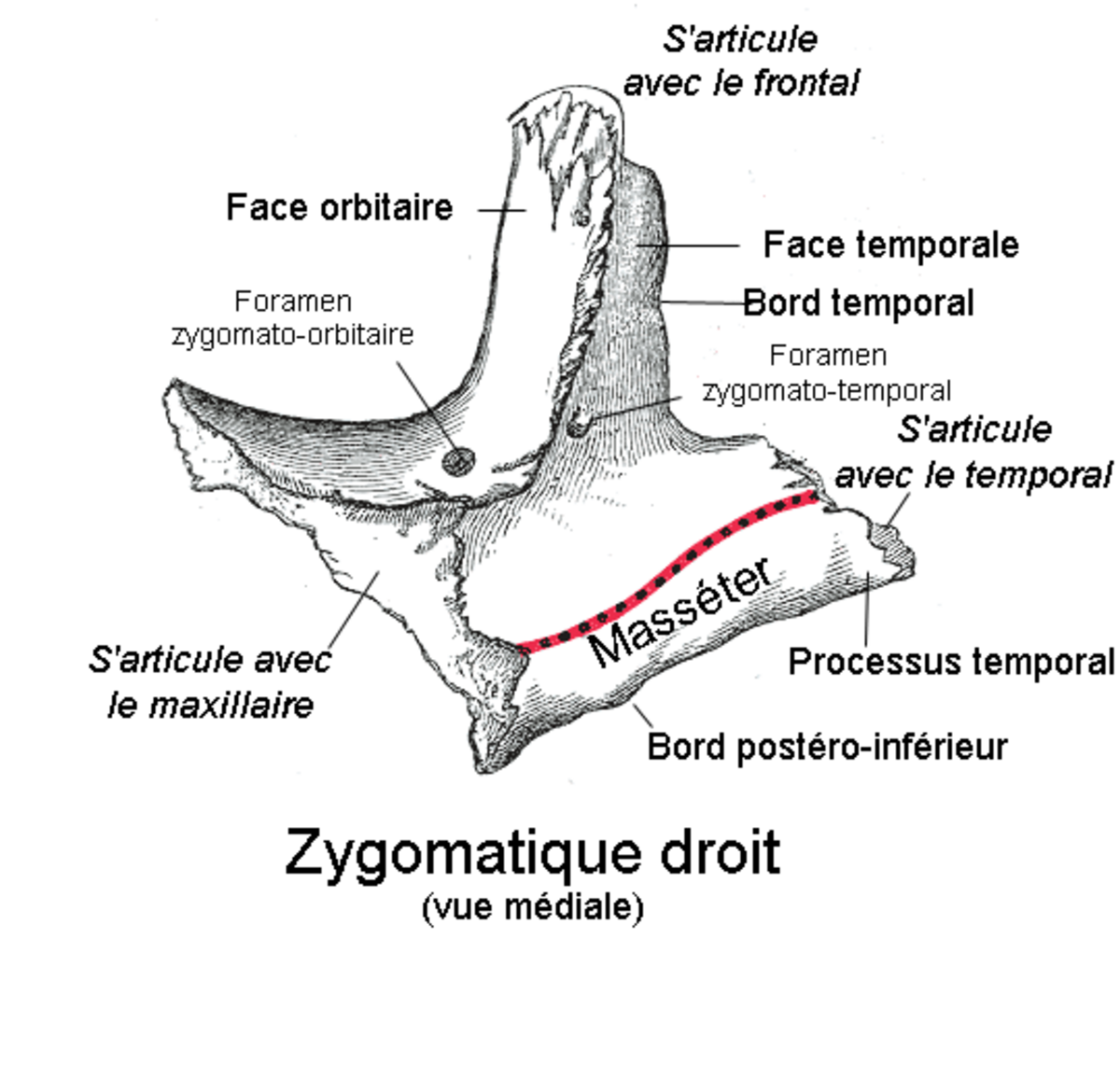 Os zygomatique - Définition et Explications