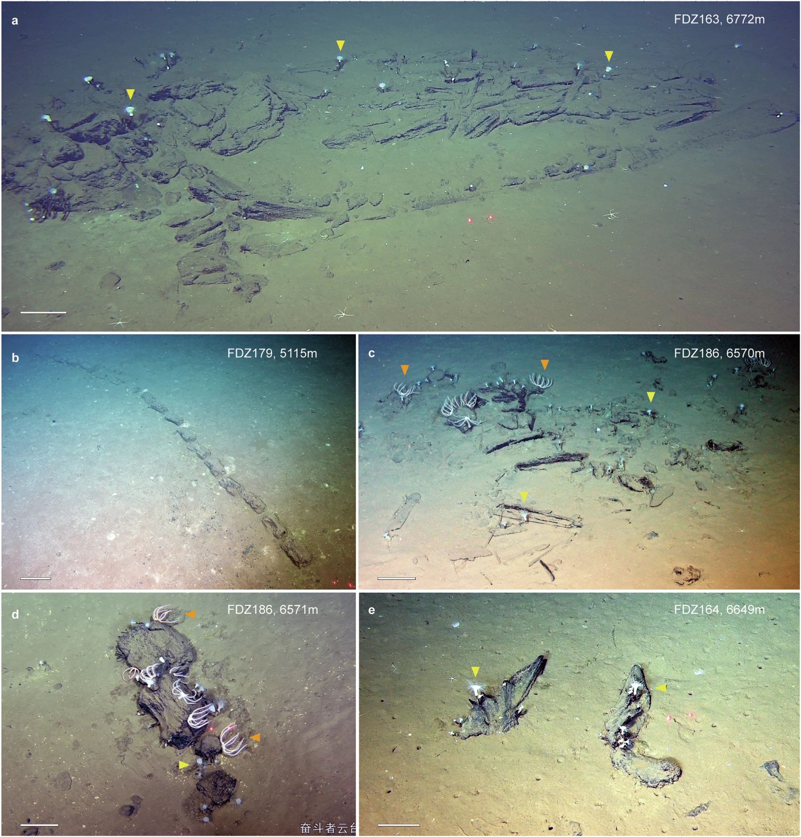 🐋 Discovery of a huge whale cemetery, 750 miles long