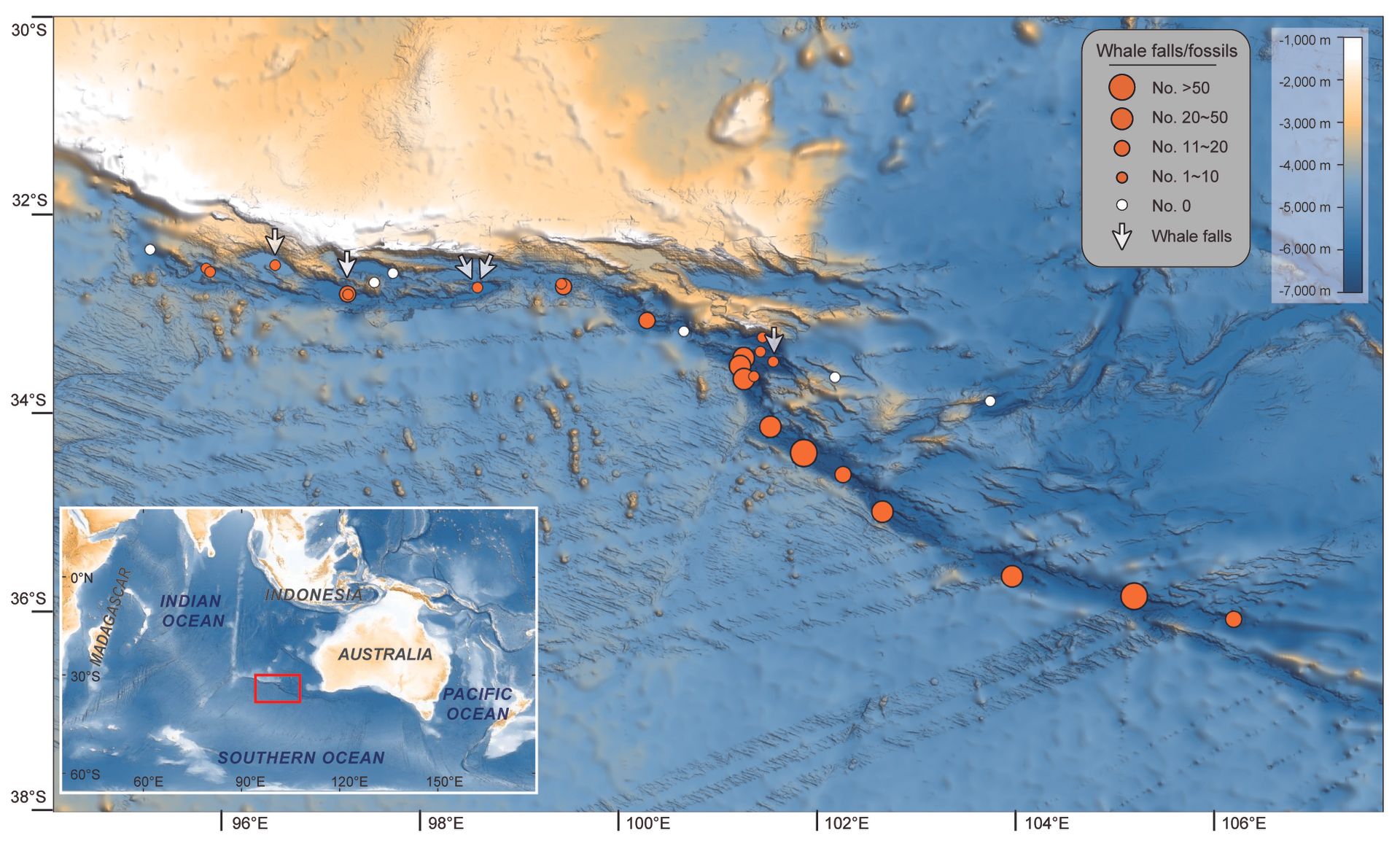 🐋 Discovery of a huge whale cemetery, 750 miles long