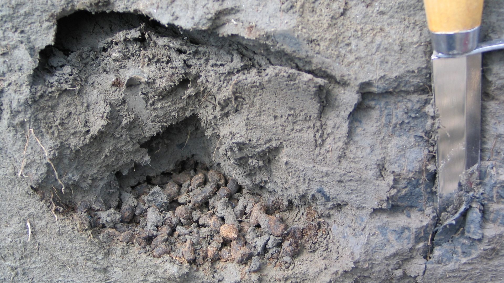 🦣 Mammoth DNA and other ice age animals discovered in... squirrel droppings